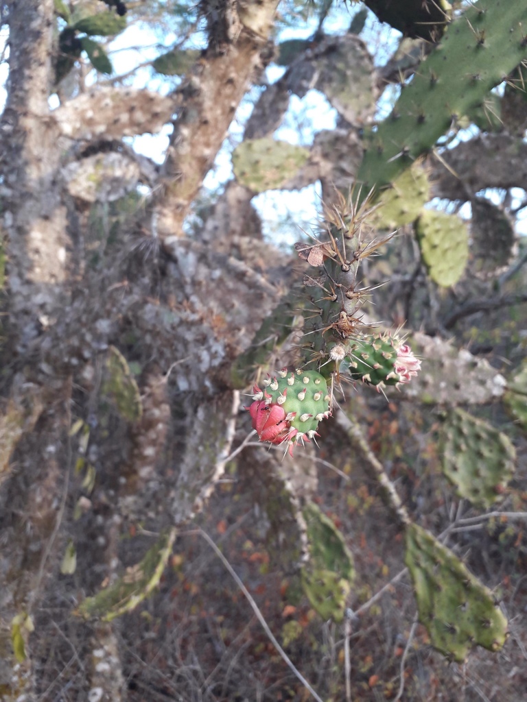 Opuntia inaperta from Mérida, Mérida, YUC, MX on January 19, 2019 at 07 ...