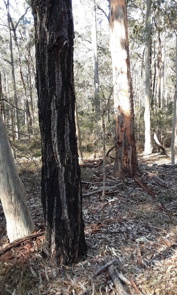 Grey Ironbark from Nowra - Bomaderry NSW, Australia on July 22, 2023 at ...