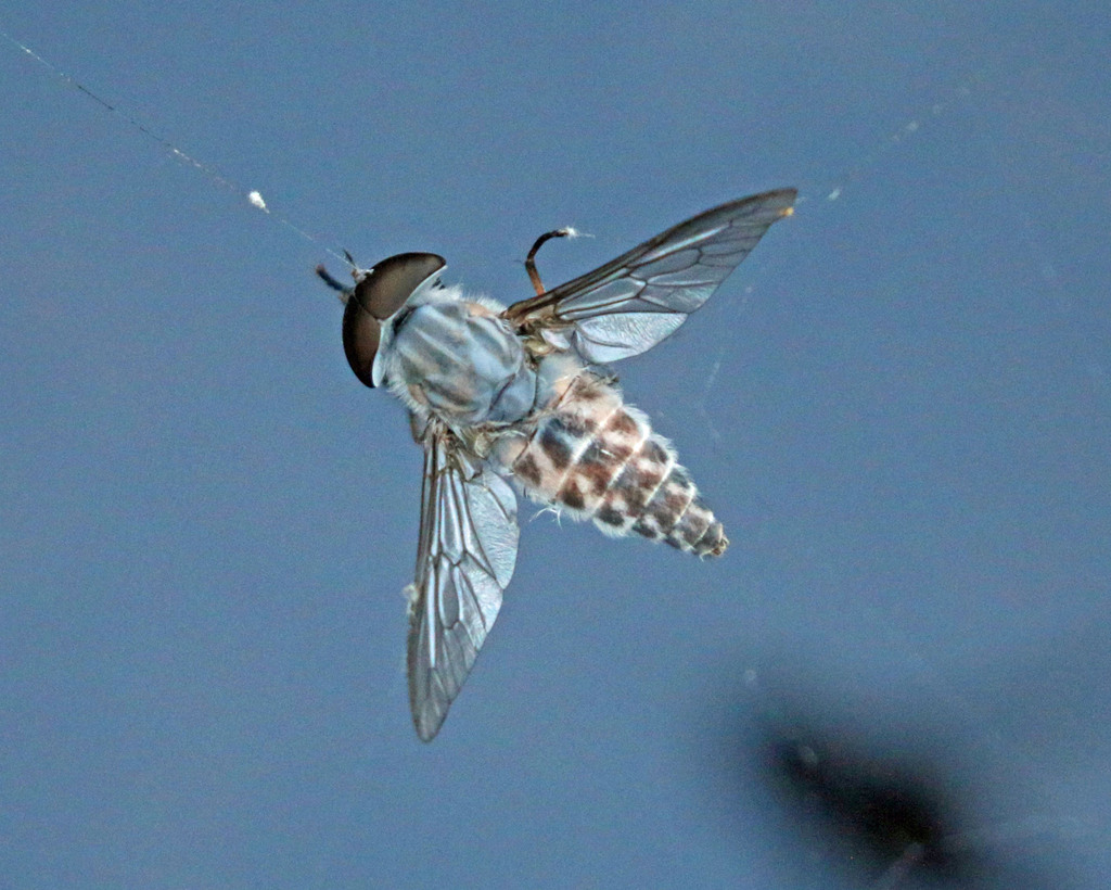Horse Flies from Santa Cruz County, AZ, USA on July 26, 2023 at 09:24 ...