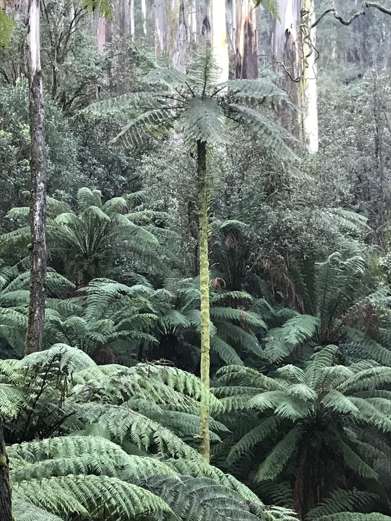 slender tree fern from Upper Coonara Rd, Kallista, VIC, AU on July 26 ...
