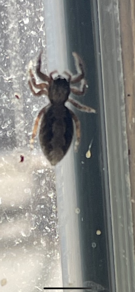 California Flattened Jumping Spider from W 2400 N, Heber City, UT, US ...