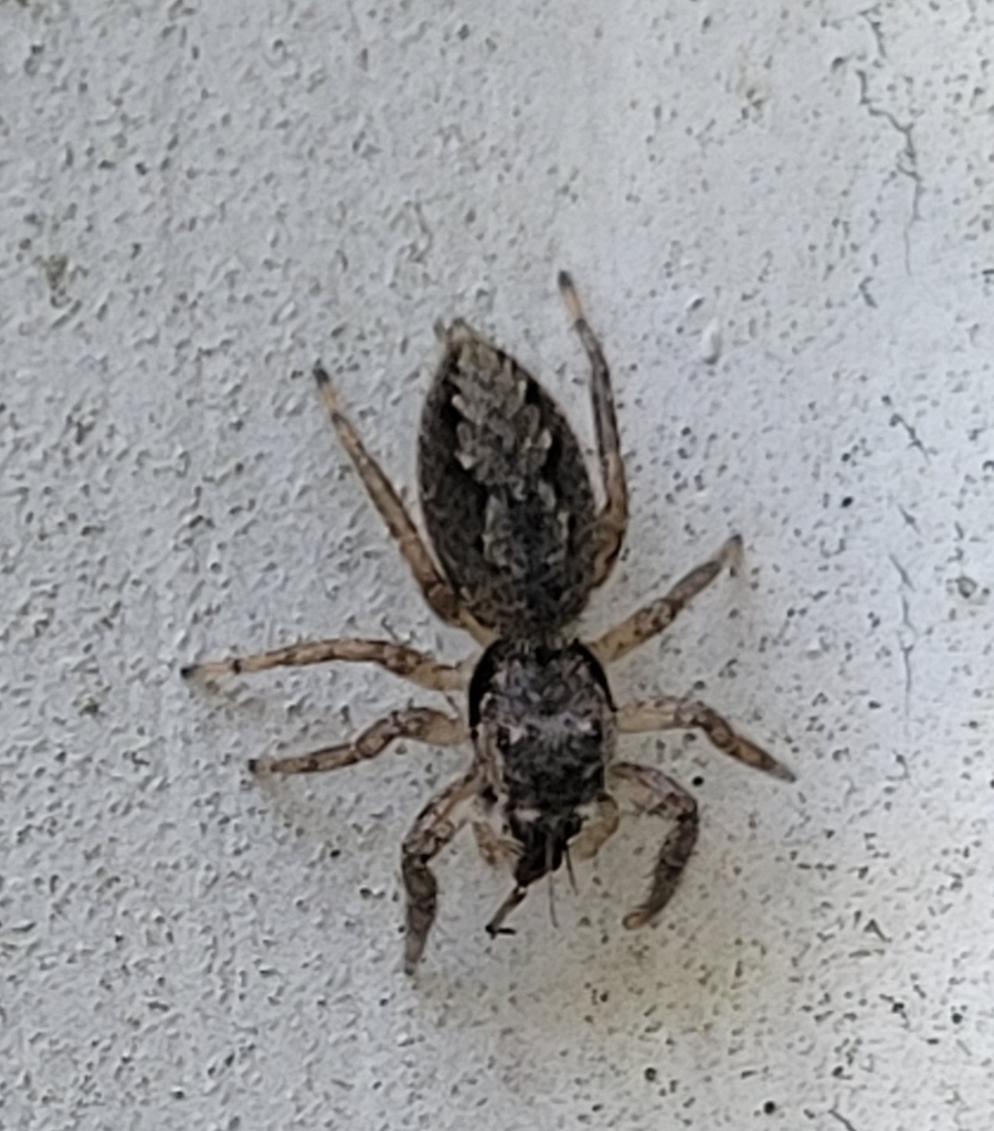 Tan Jumping Spider from Virginia Beach, VA 23455, USA on July 27, 2023 ...