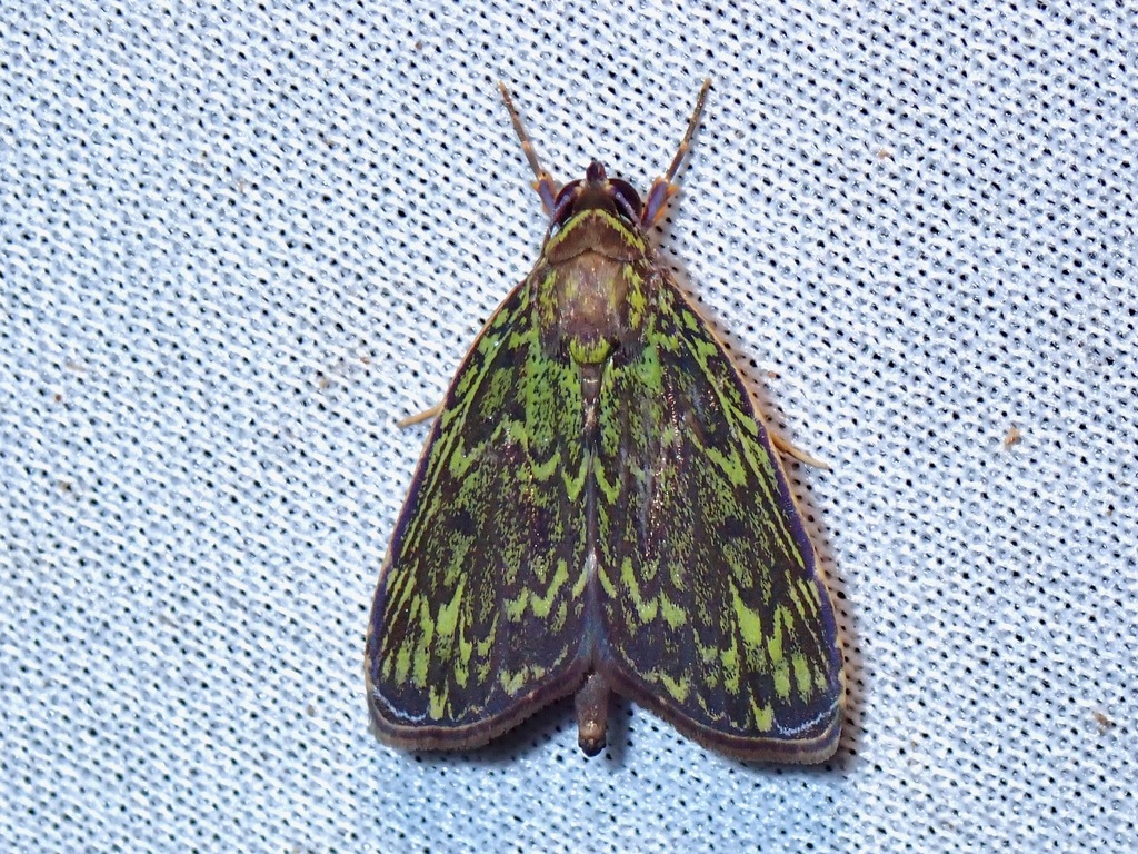 Labanda from Sabah, Malaysia on May 30, 2023 at 11:12 PM by Albert Kang ...