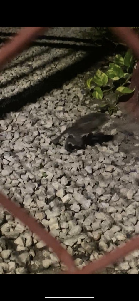 Giant Toad from Calle del Congo, Nicoya, Guanacaste, CR on July 27 ...