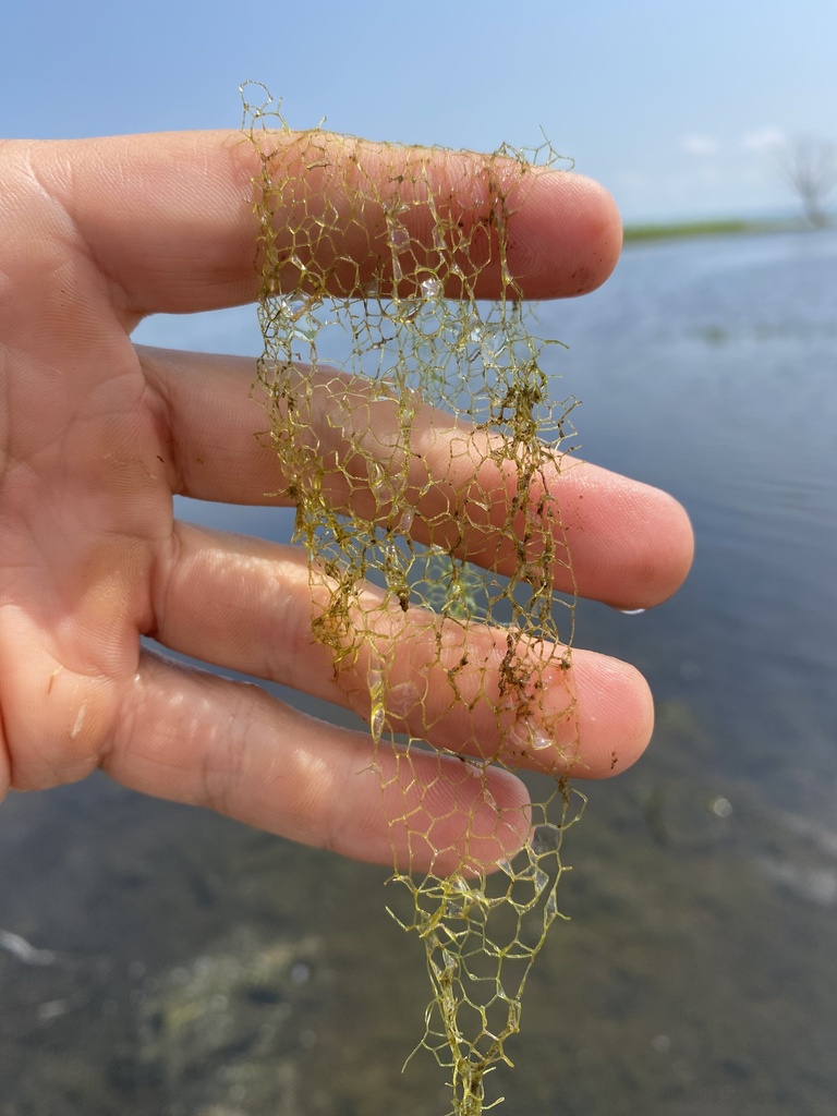 Water Net from Green Bay, WI, US on July 23, 2023 at 12:06 PM by Ryne ...