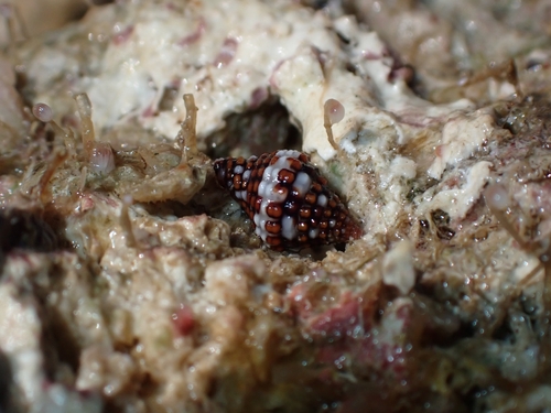 Engina phasinola · iNaturalist United Kingdom