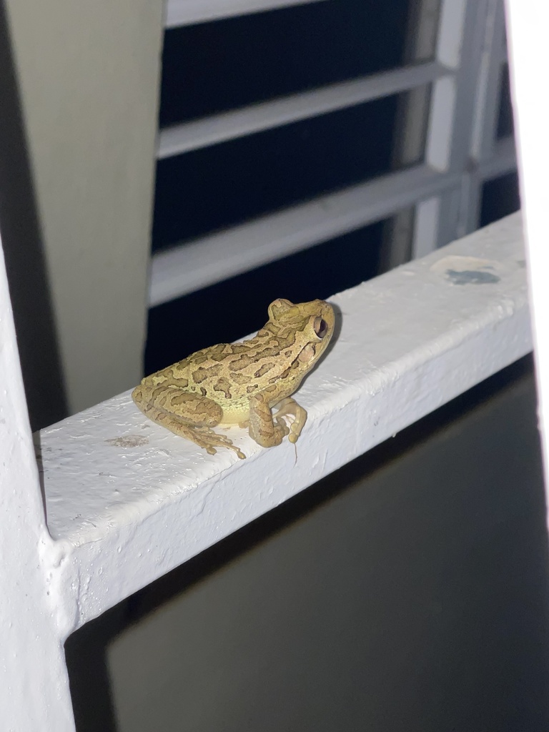 Cuban Tree Frog from Puerto Rico, Boquerón, Puerto Rico, US on July 27 ...