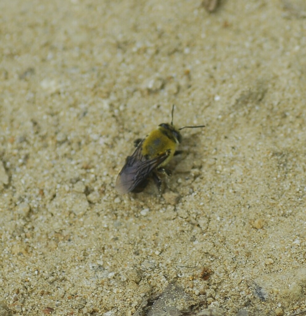 Shining Oil-digger Bee from 70278 Estancia de Morelos, Oaxaca, Mexico ...
