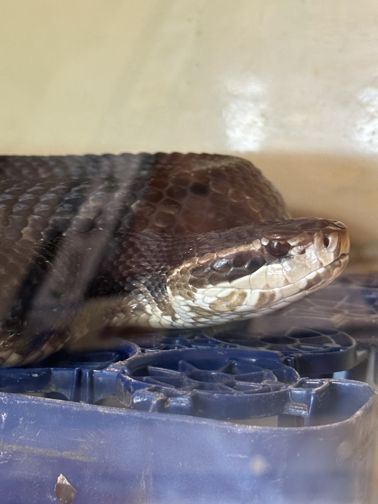 Northern Cottonmouth from IL-37, Cypress, IL, US on July 26, 2023 at 10 ...