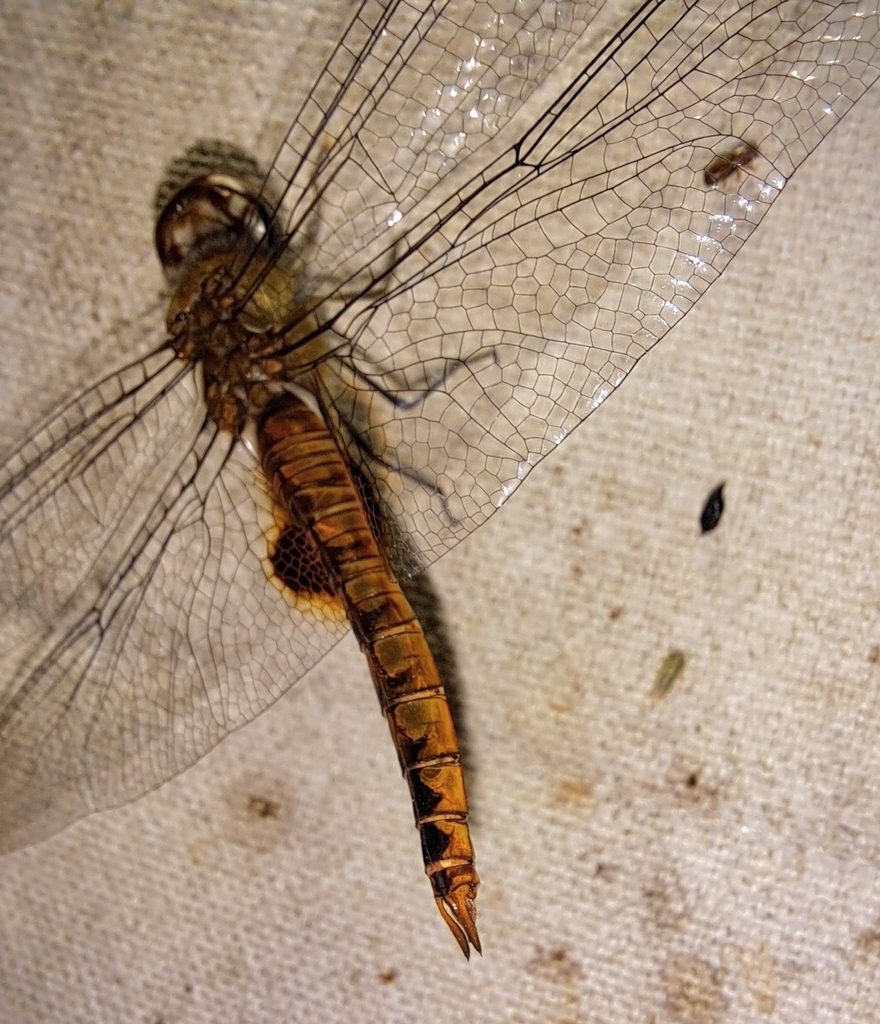 Spot-winged Glider from Pitkin, LA 70656, USA on July 26, 2023 at 09:43 ...
