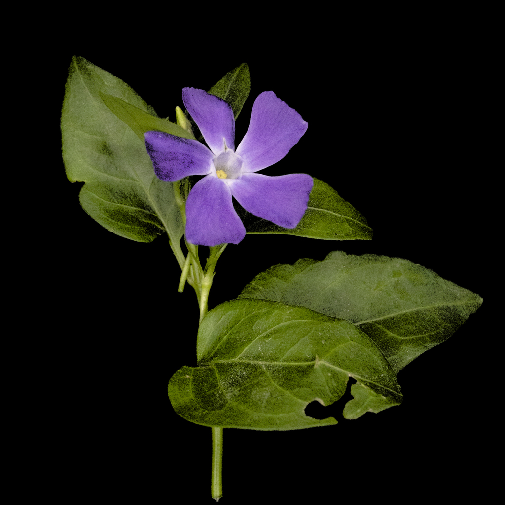 greater periwinkle from Tlaxcala, San Cristóbal de las Casas, Chis ...