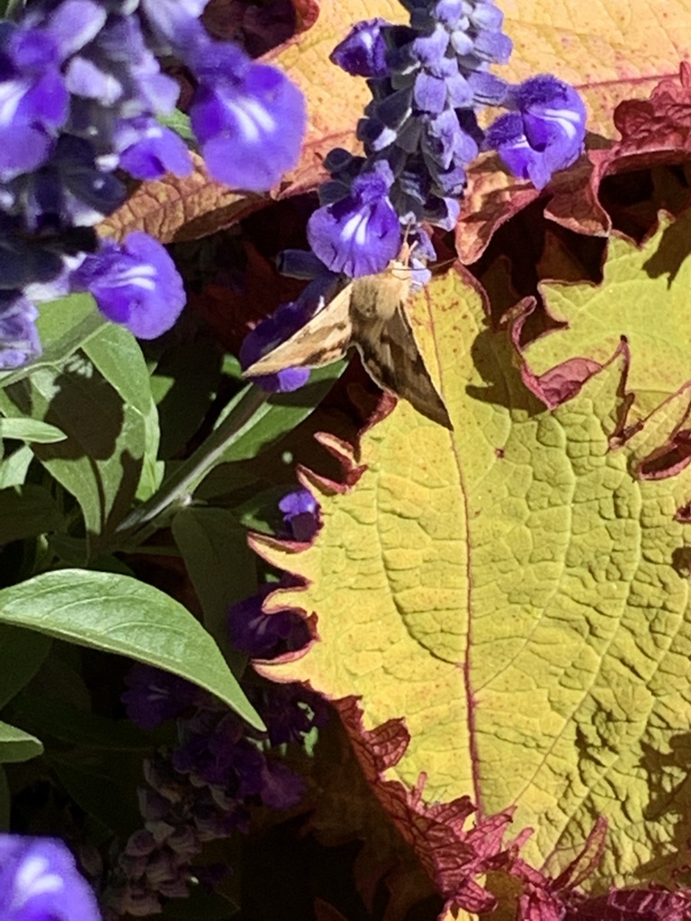 Darker-spotted Straw Moth from Gonzaga University, Spokane, WA, US on ...
