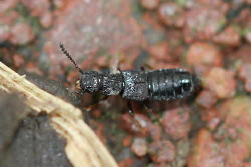 Omalium repandum · iNaturalist