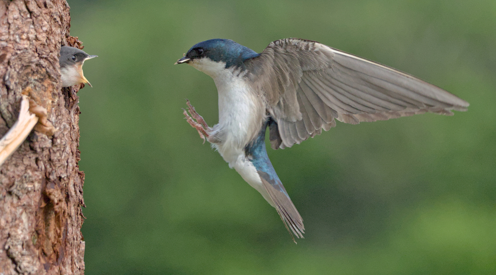 Tree Swallow from Hampton, NB, Canada on July 4, 2023 at 05:52 PM by ...