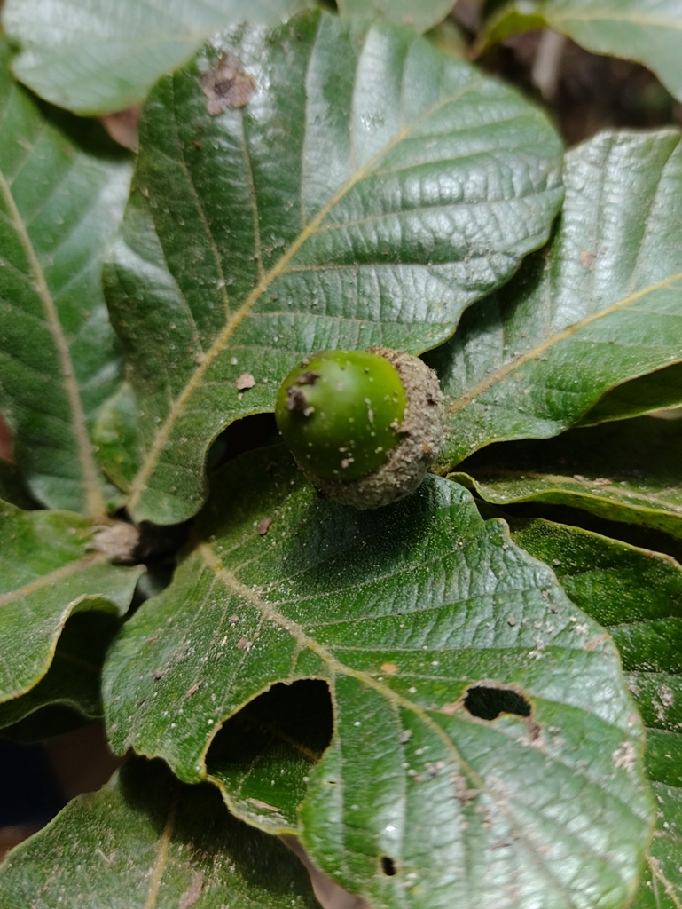 Quercus segoviensis - plant details - WorldFloraDB
