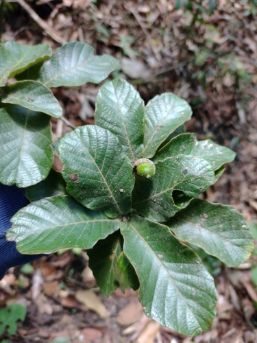 Roble belloto (Quercus segoviensis)