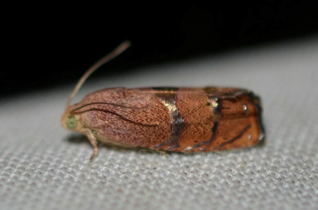 Filbertworm Moth from Barbara Terr on July 26, 2023 at 11:42 PM by ...