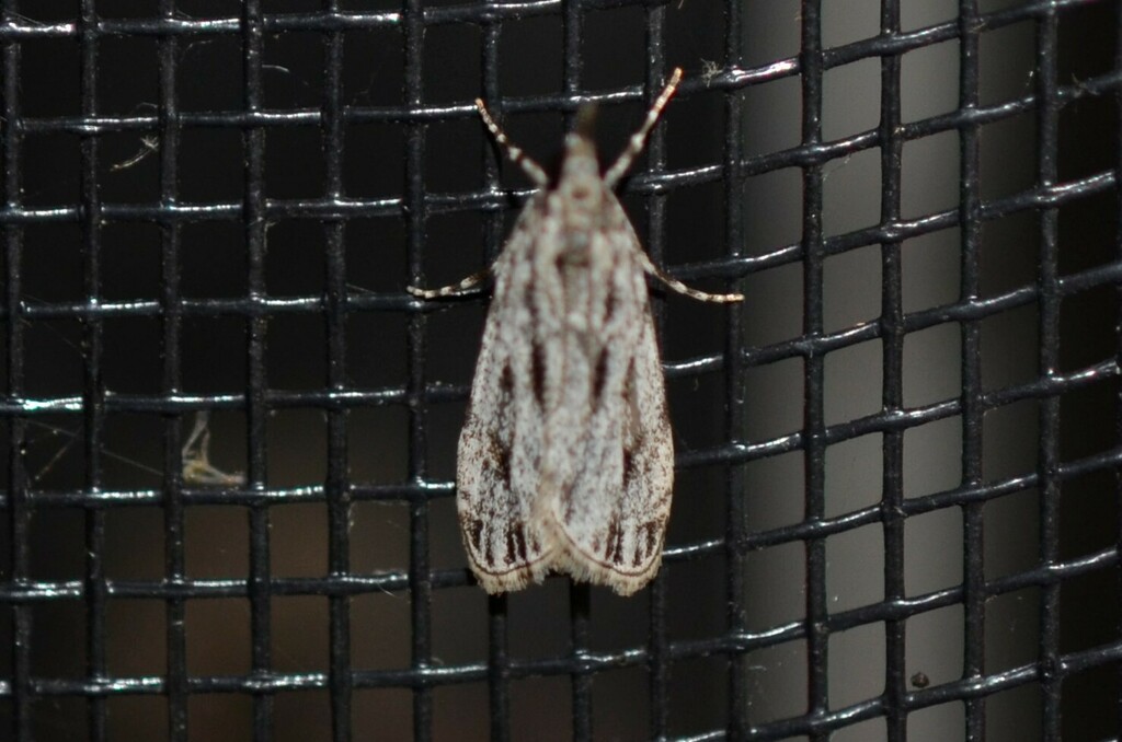 Striped Eudonia Moth from Barbara Terr on July 26, 2023 at 11:48 PM by ...