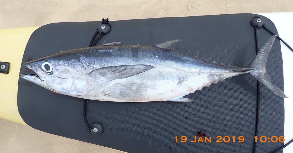 Longtail Tuna (Thunnus tonggol) - Marine Life Identification
