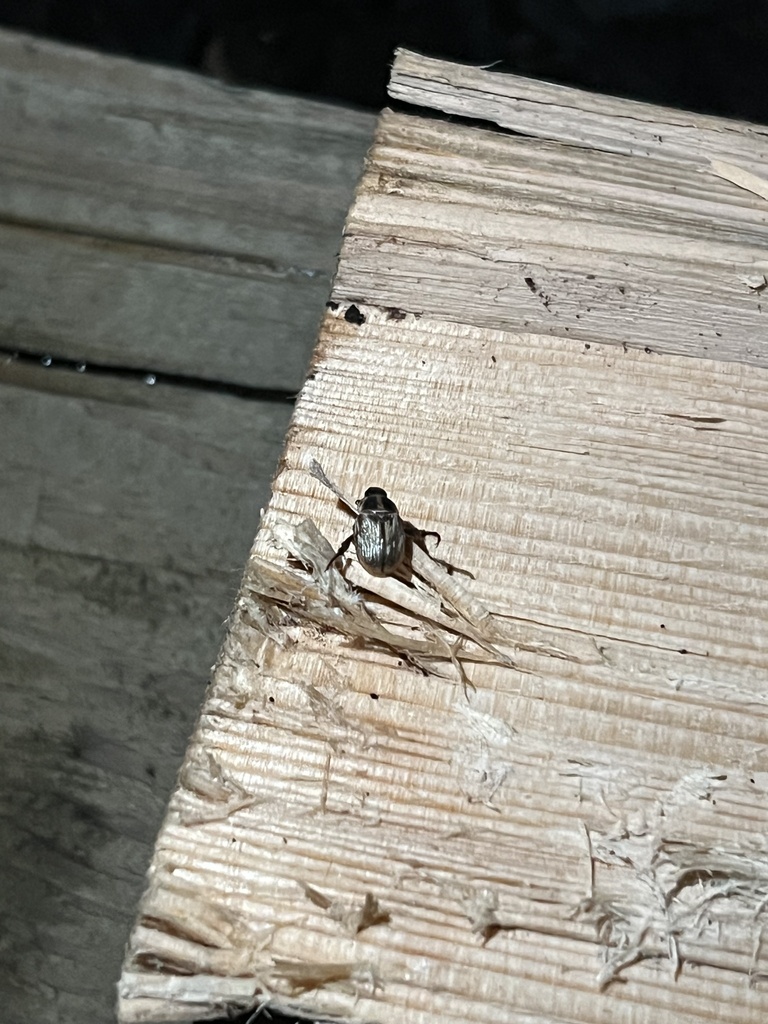 Oriental Beetle from The Adirondack Preserve, Old Forge, NY, US on July ...