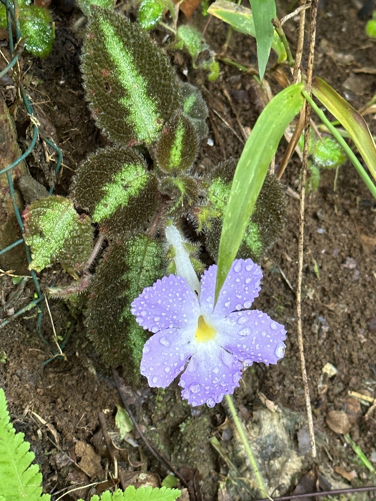 Episcia lilacina from Sendero Universal, Sarapiqui, Heredia, CR on July ...