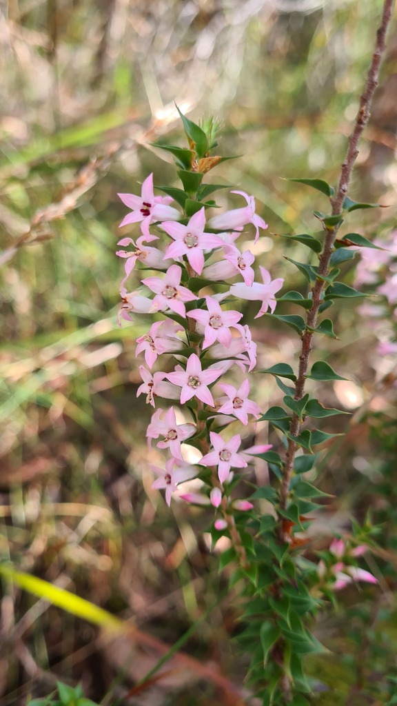 Australian Heath from Fiddletown NSW 2159, Australia on July 27, 2023 ...