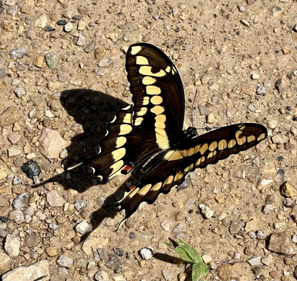 Eastern Giant Swallowtail from Great River Rd, Kellogg, MN, US on July ...