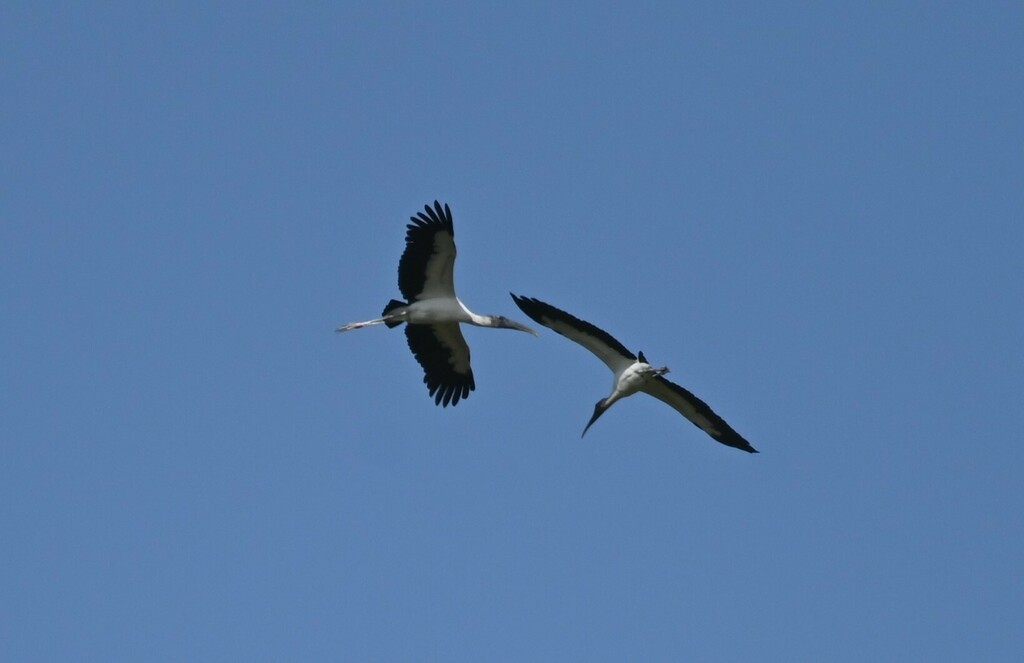 Wood Stork from Calhoun County, TX, USA on July 27, 2023 at 09:45 AM by ...