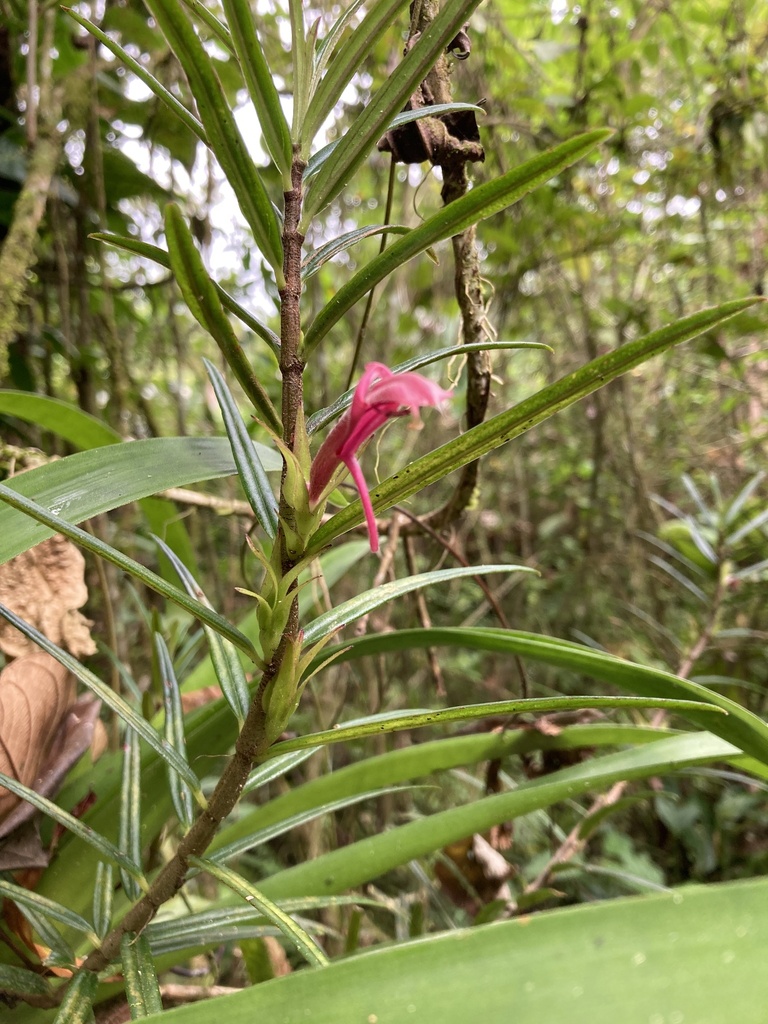 Columnea linearis from San Carlos, Alajuela, CR on March 28, 2023 at 03 ...