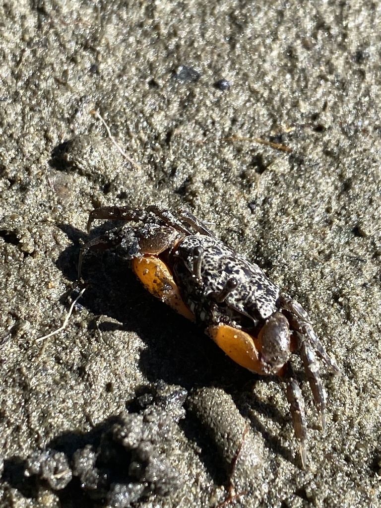 Semaphore Crab from Toormina, NSW, AU on July 28, 2023 at 12:30 PM by ...