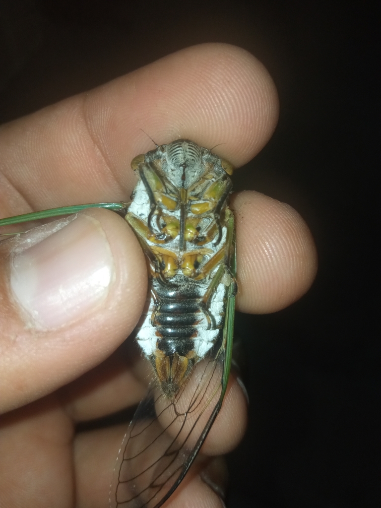 Diceroprocta ornea from Villa de Guadalupe, 81318 Ahome, Sin., México ...