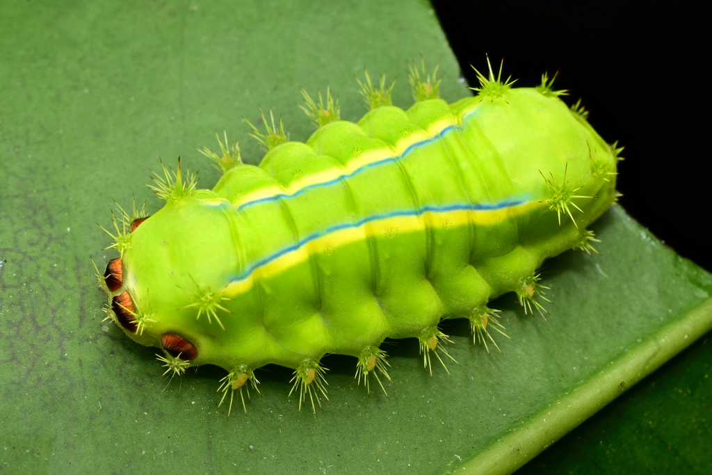 Parasa wellesca from Purires, San Pablo, Turrubares, San José, Costa ...