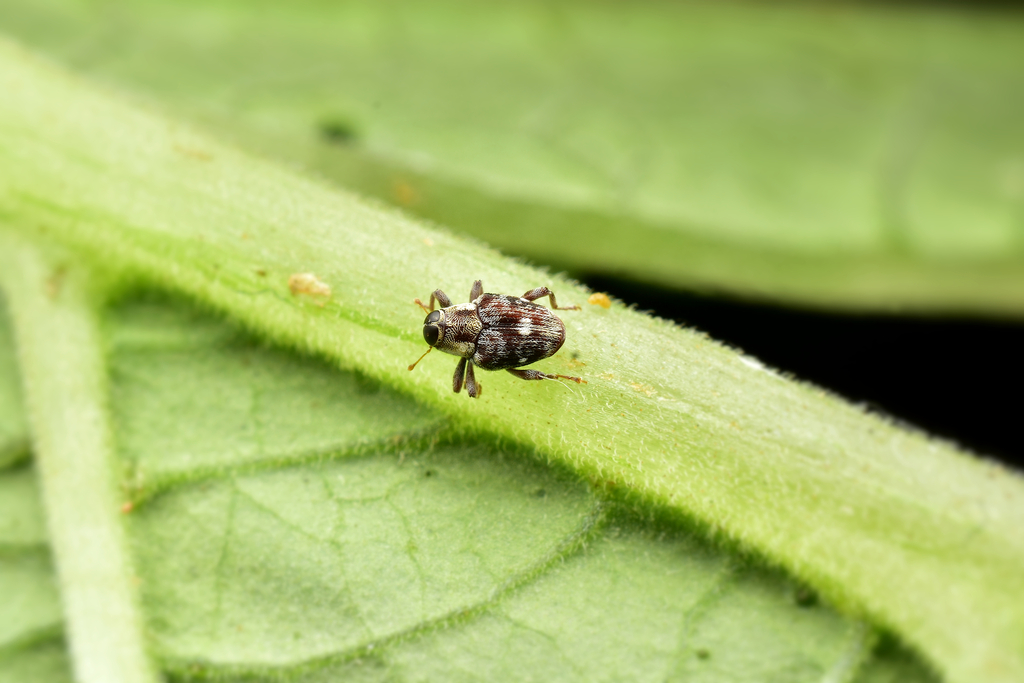 Conoderinae from Purires, San Pablo, Turrubares, San José, Costa Rica ...