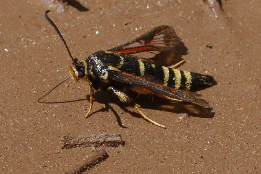 Fireweed Clearwing Moth from Eagle County, CO, USA on July 23, 2023 at ...