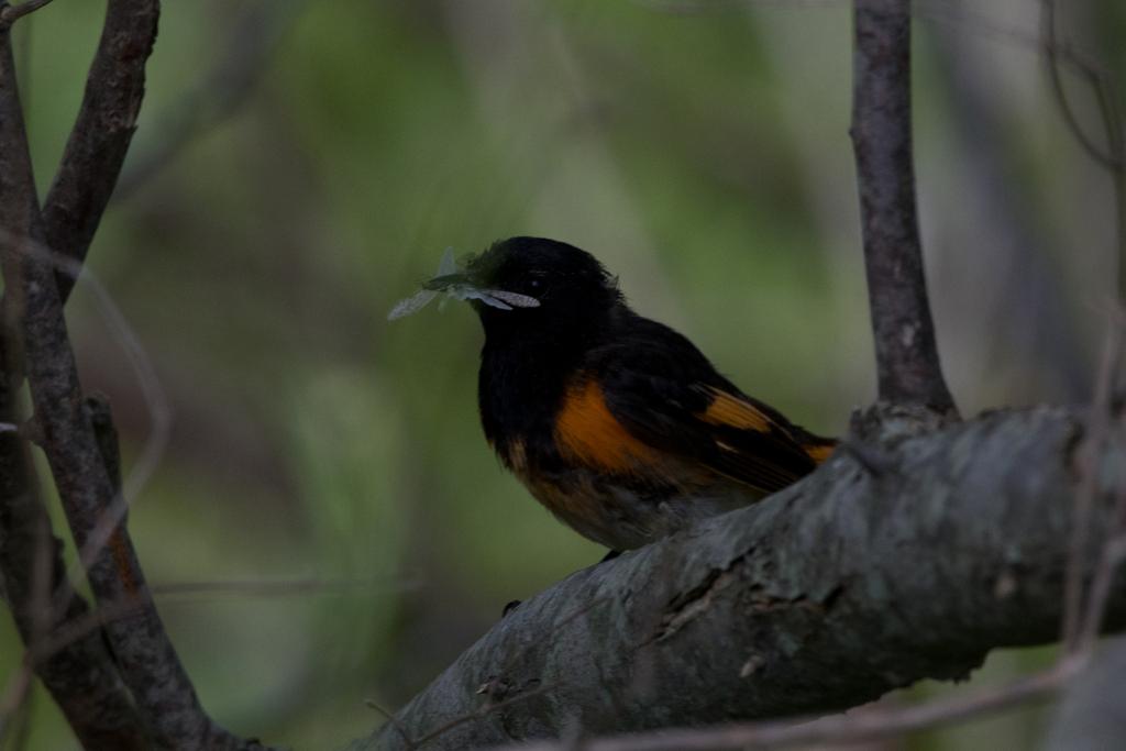 American Redstart from Elberta, MI, USA on July 27, 2023 at 04:58 PM by ...
