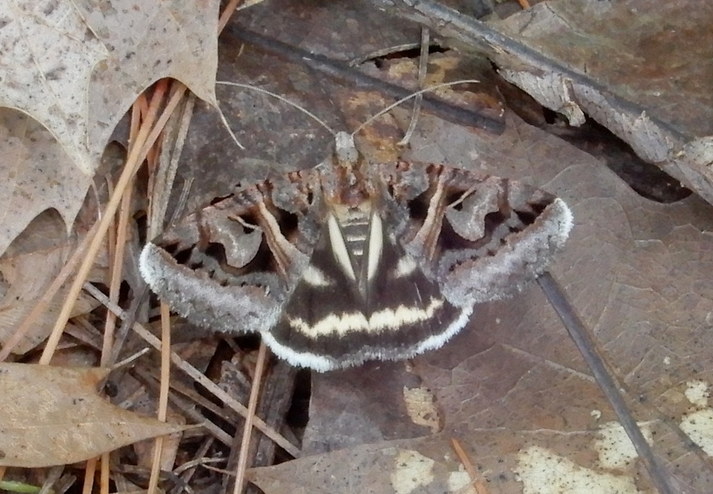 Figure-seven Moth from Pinery PP, Lambton County, ON, Canada on July 27 ...