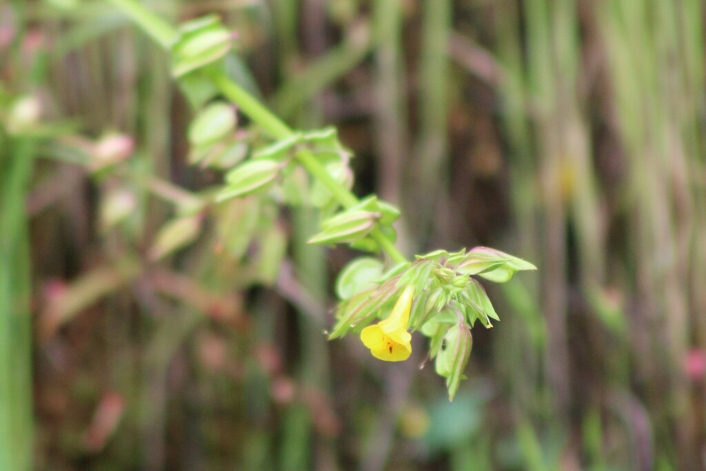 shy monkeyflower from Union County, OR, USA on June 9, 2023 at 03:52 PM ...