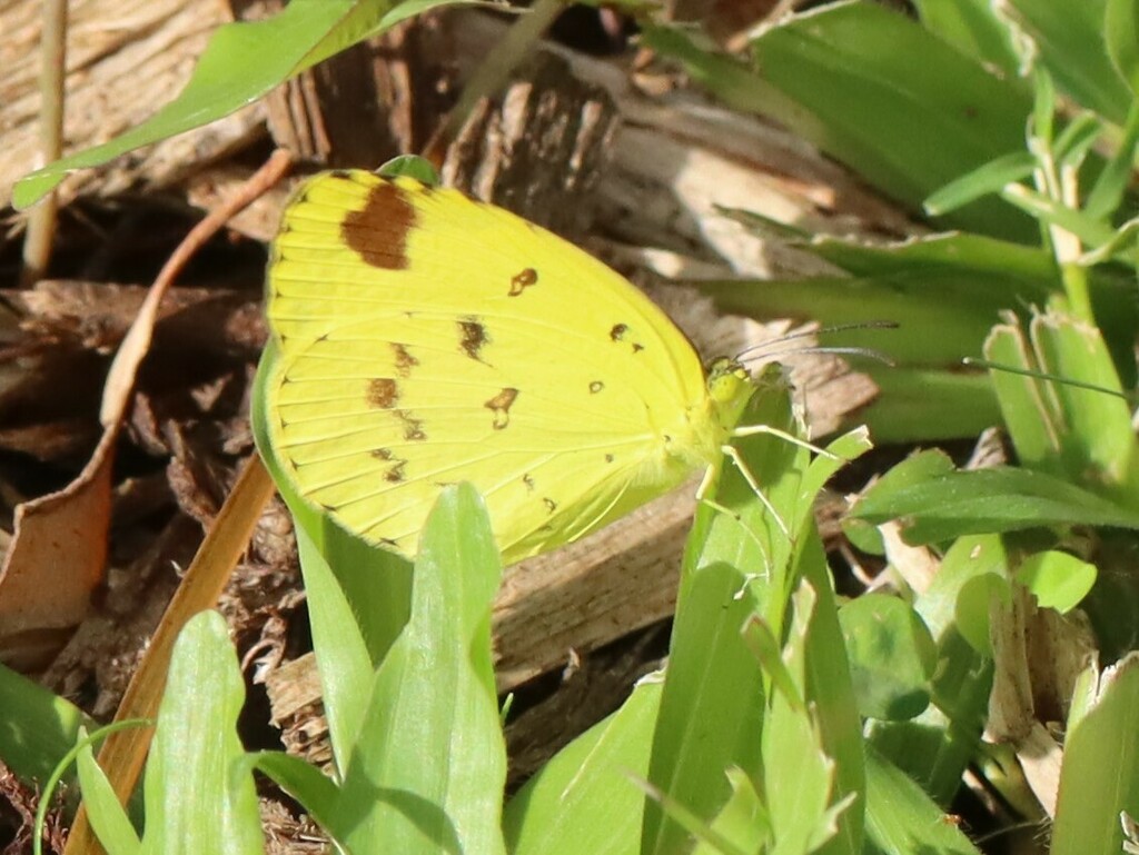 Small Grass-yellow from Mackay QLD, Australia on June 6, 2023 at 11:11 ...