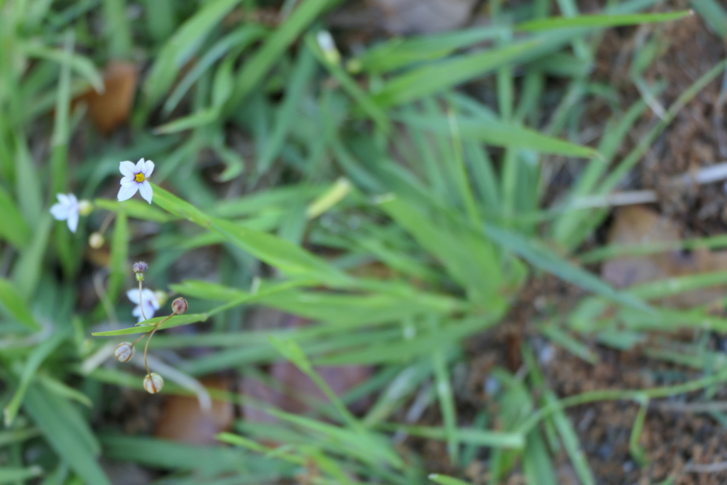 Blue Pigroot from JJ Mayes Wildlife Trace, Wallisville, TX, USA on ...