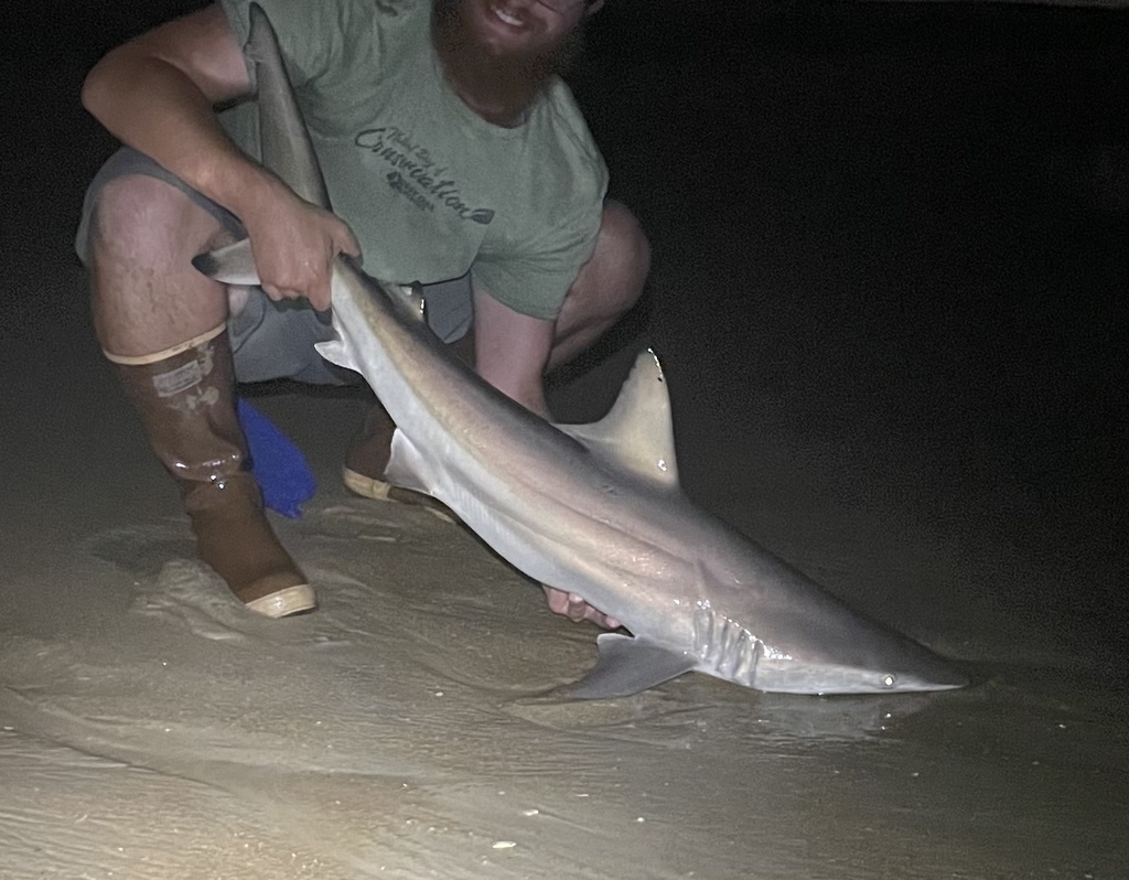 Common Blacktip Shark in July 2023 by Cole Tiemann. No interdorsal ...