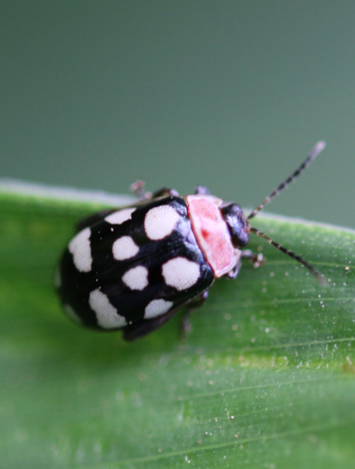 Alagoasa trifasciata from Carretera Bocas, Isla Colon, Prov. Bocas del ...