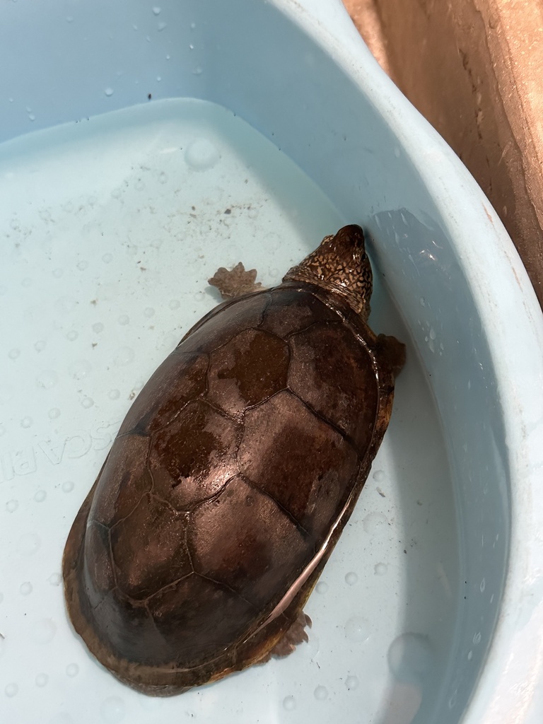 Mexican Mud Turtle from Calle Paseo de la Hacienda, Mazatlán, SIN, MX ...