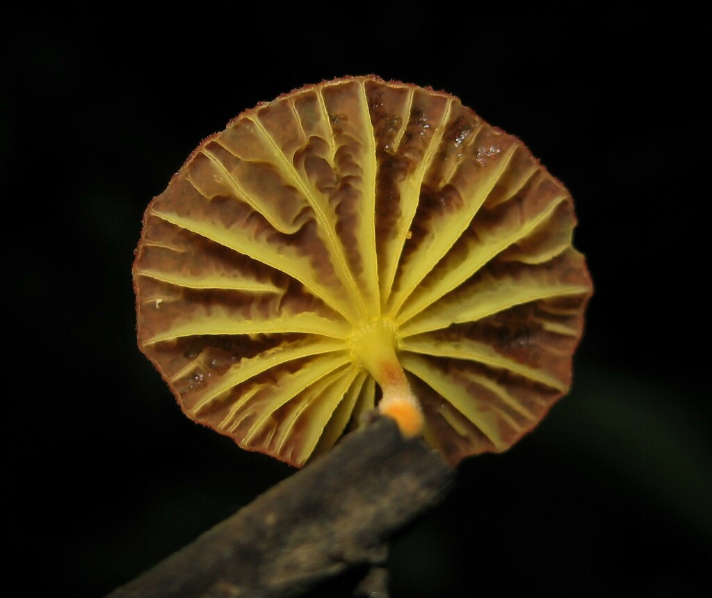 Moniliophthora perniciosa from Amazonas, Perú on July 10, 2023 at 10:46 ...