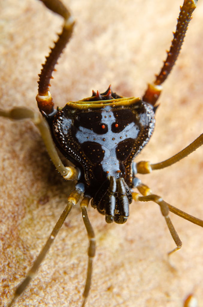 Sadocus asperatus from Valdivia, Los Ríos, Chile on July 26, 2023 at 03 ...