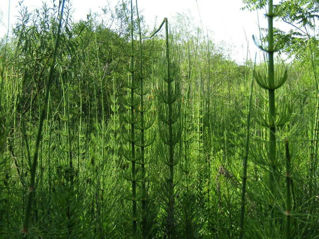 Southern Giant Horsetail (Equisetum giganteum) - Botanical Realm