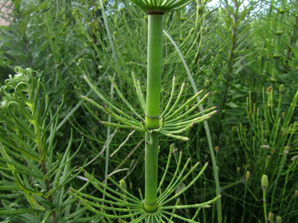Southern Giant Horsetail (Equisetum giganteum) - Botanical Realm