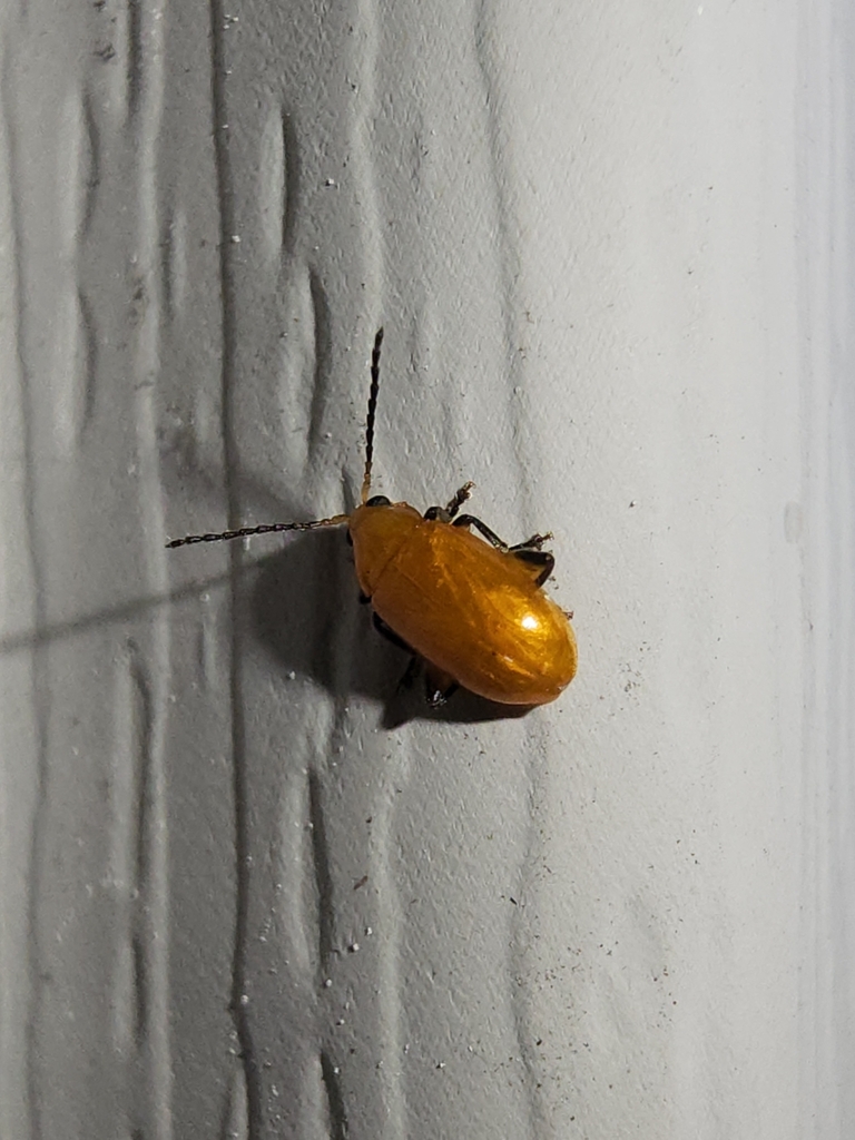 Parchicola tibialis from Blythewood, SC, USA on July 27, 2023 at 11:32 ...