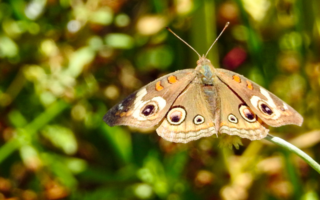 Gray Buckeye from Barrett Junction, CA 91917, USA on July 21, 2023 at ...