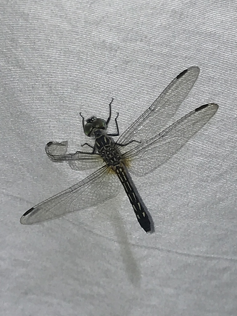 Blue Dasher from Vieux Jacquet Rd, Broussard, LA, US on July 27, 2023 ...