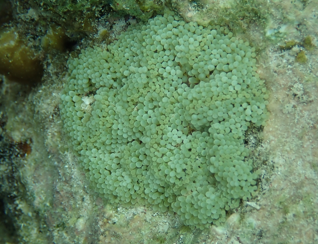 Florida Corallimorph from Tobacco Caye, Belize on July 26, 2023 at 11: ...